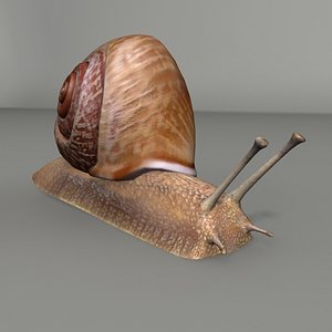 Snail 3D Models for Download | TurboSquid