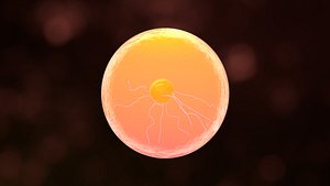 3D Meiosis Models | TurboSquid