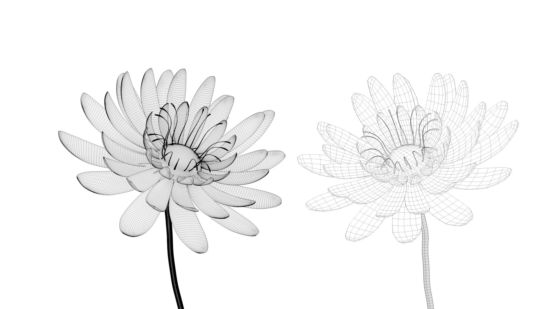 3D Beautiful Animated White Daisy Flower Model - TurboSquid 2041141