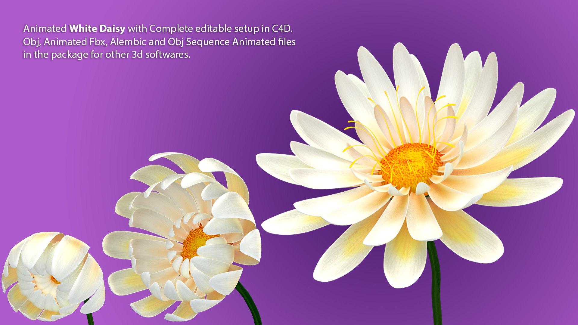 3D Beautiful Animated White Daisy Flower Model - TurboSquid 2041141