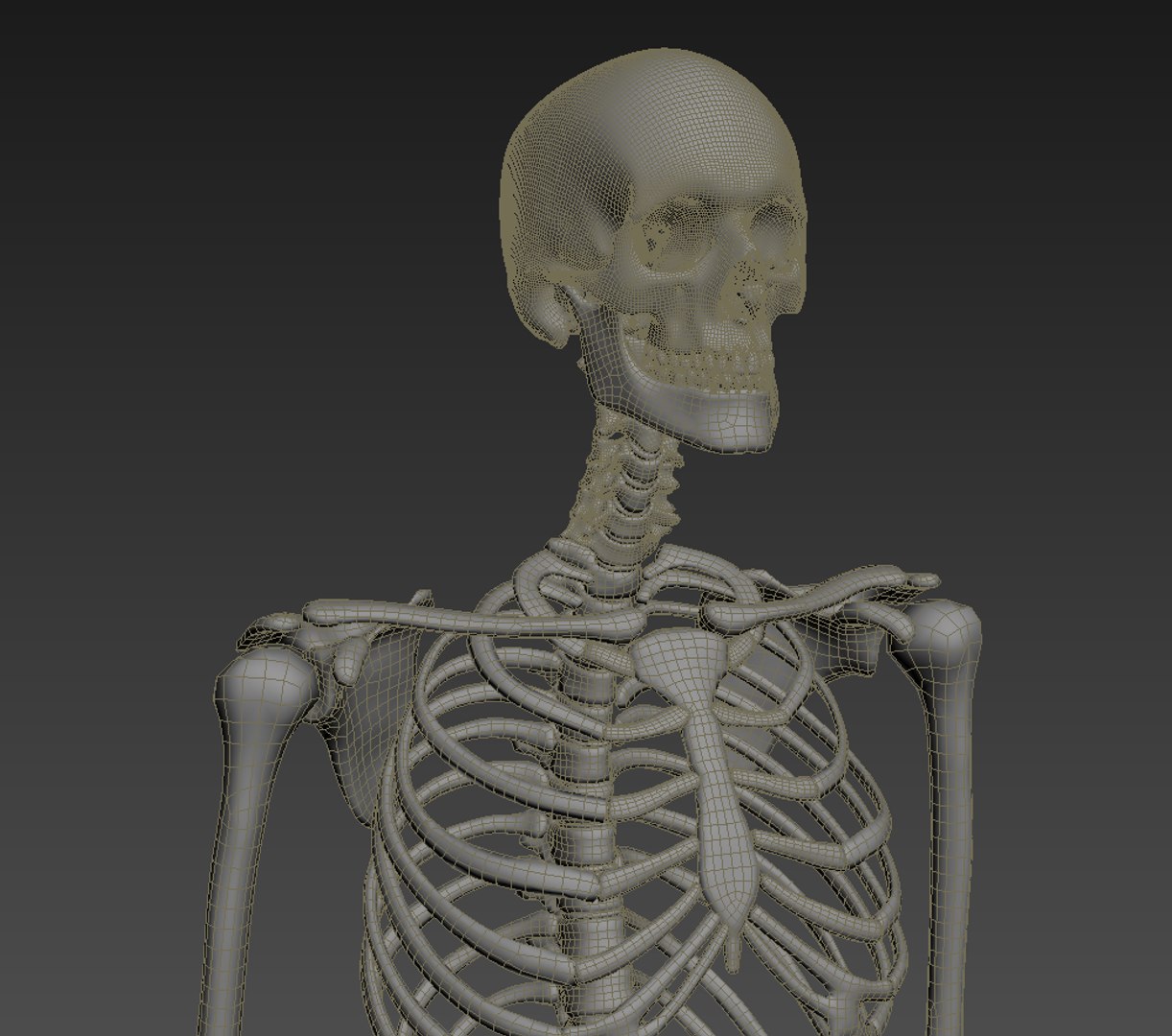 realistic human skeleton rigged 3d lwo