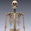 Realistic Human Skeleton Rigged 3d Lwo