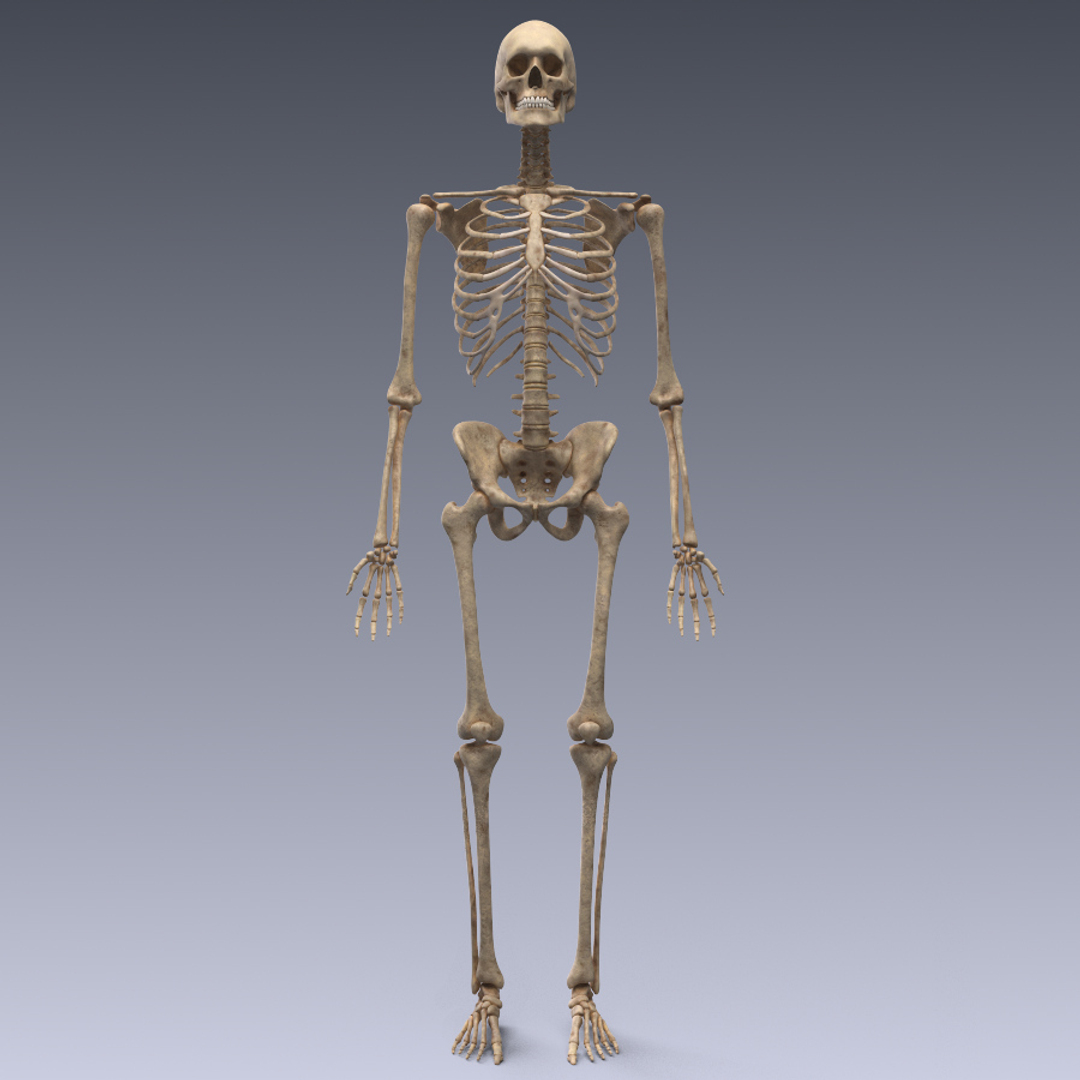 Realistic Human Skeleton Rigged 3d Lwo