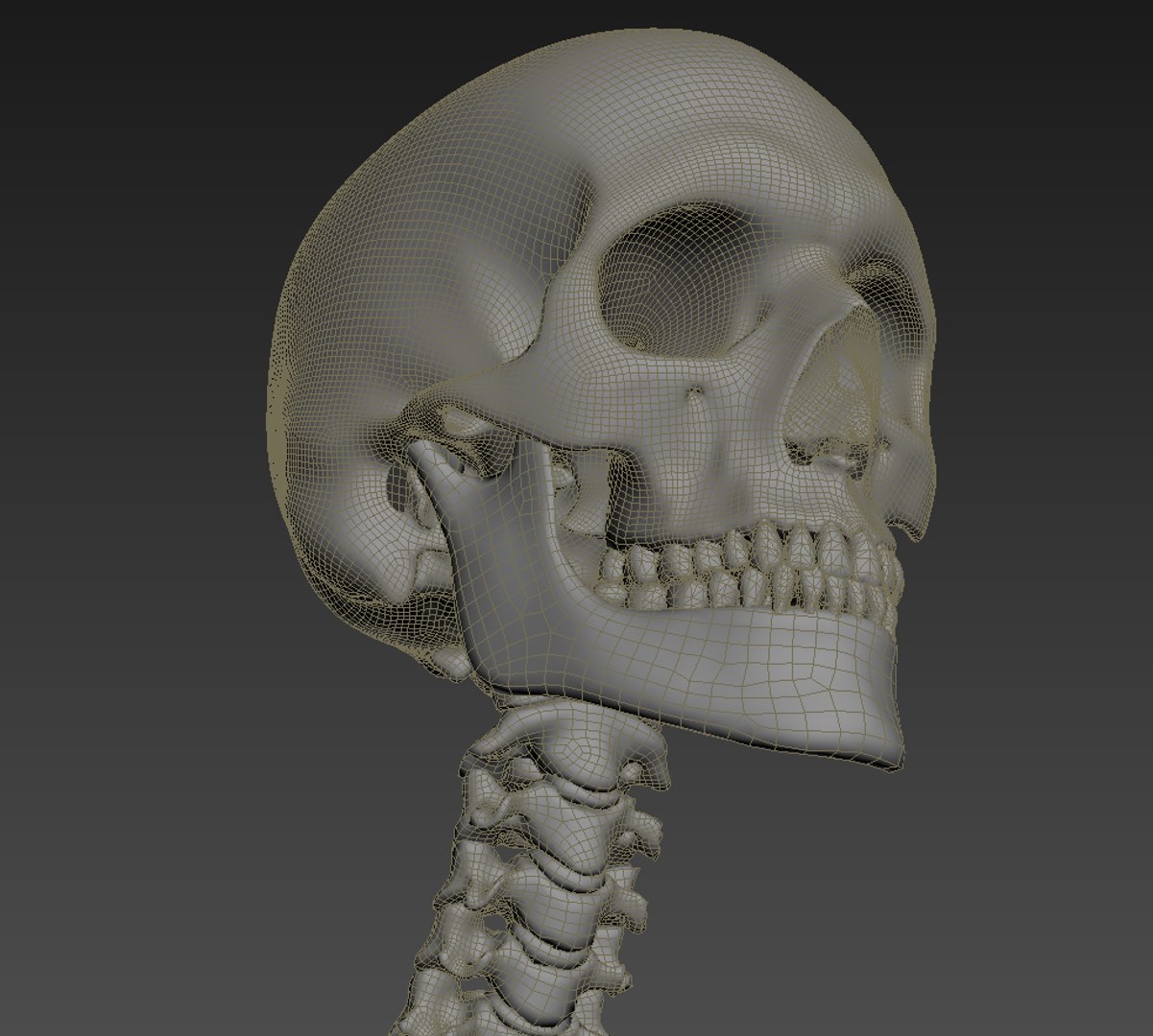 realistic human skeleton rigged 3d lwo