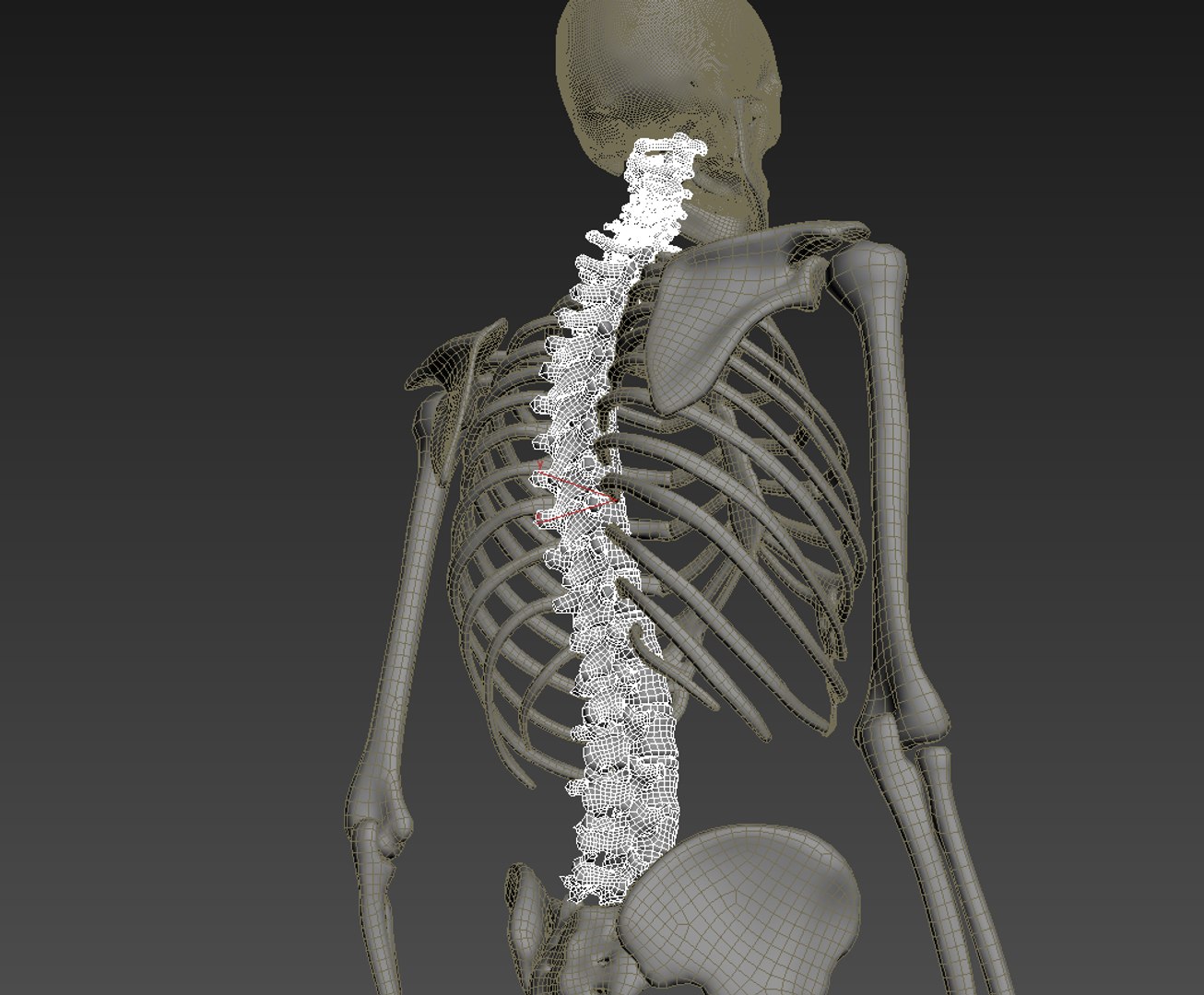 realistic human skeleton rigged 3d lwo