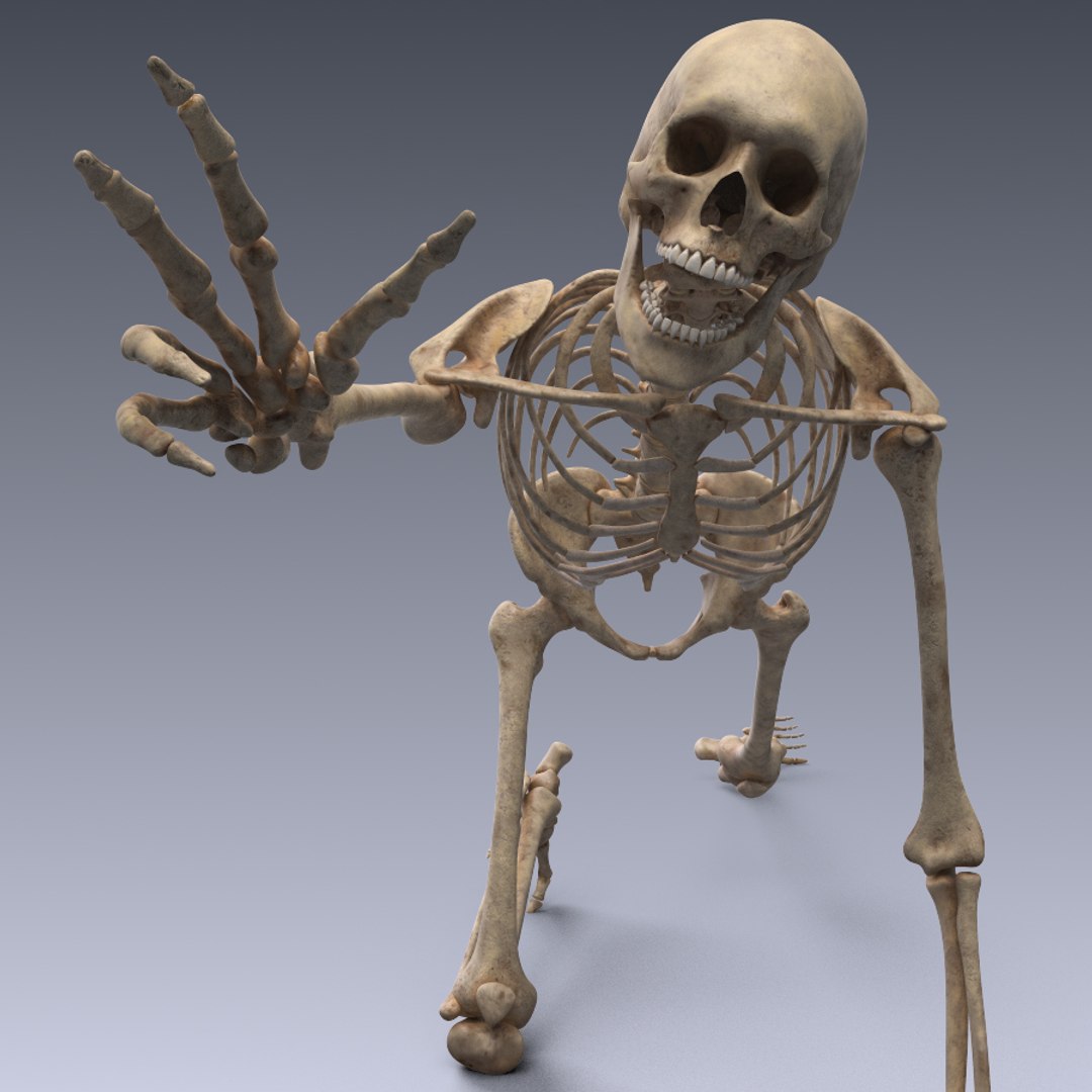 Realistic Human Skeleton Rigged 3d Lwo
