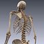 Realistic Human Skeleton Rigged 3d Lwo