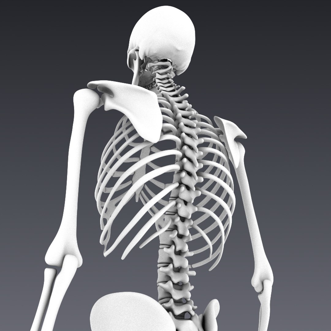 realistic human skeleton rigged 3d lwo