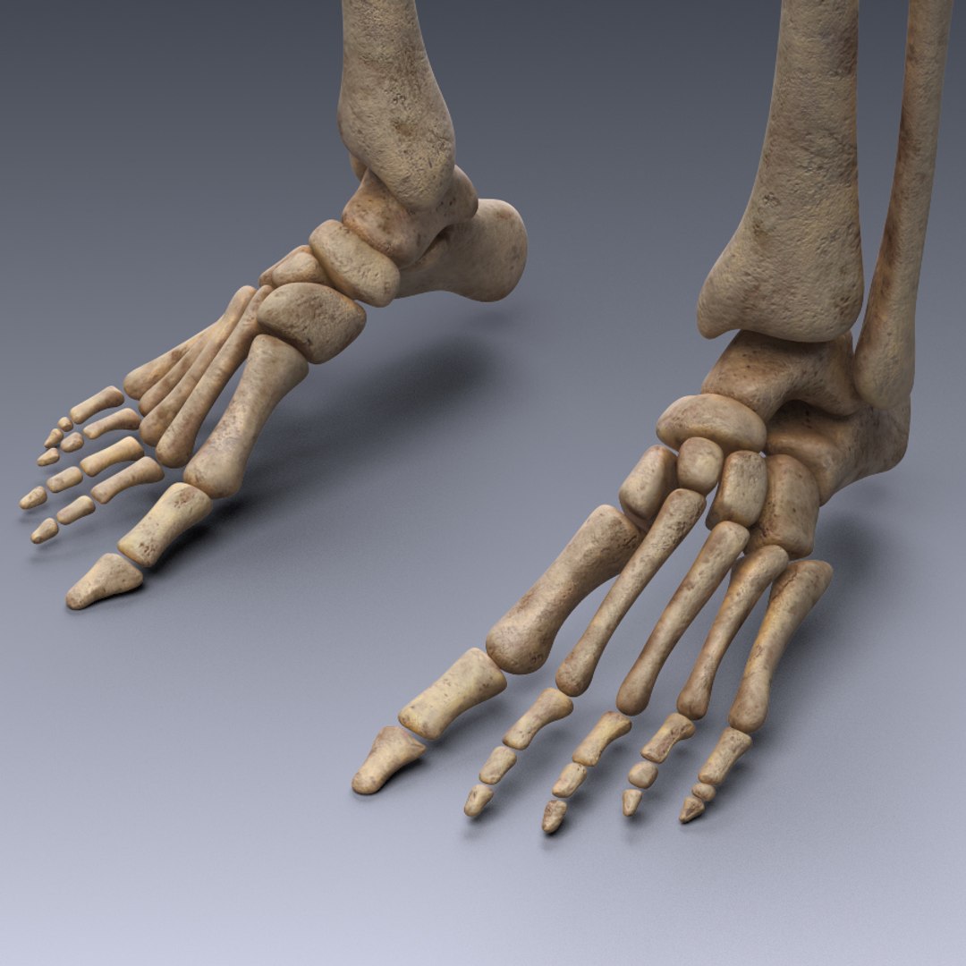 Realistic Human Skeleton Rigged 3d Lwo
