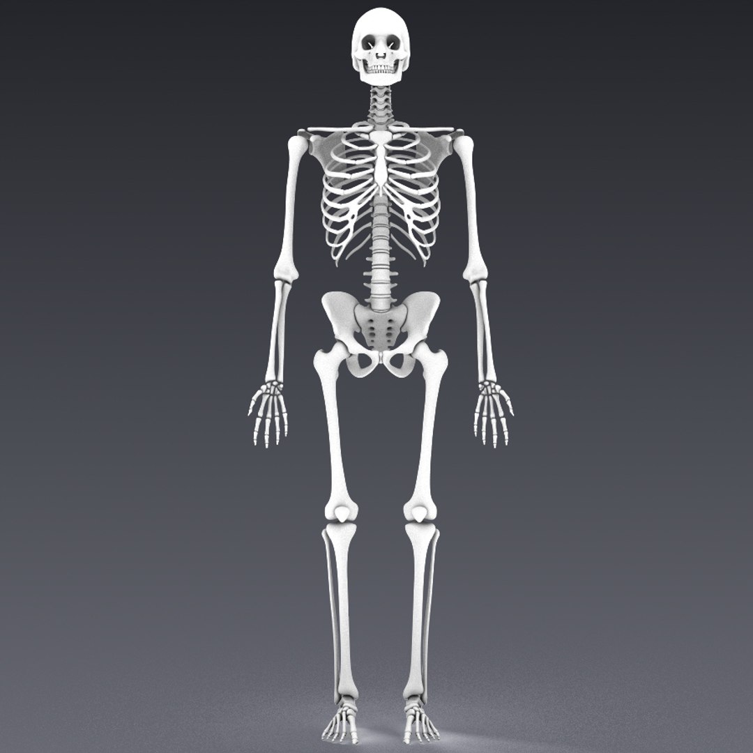 realistic human skeleton rigged 3d lwo