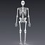 Realistic Human Skeleton Rigged 3d Lwo