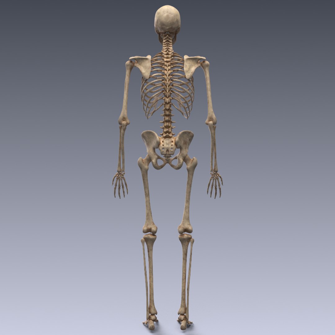 Realistic Human Skeleton Rigged 3d Lwo