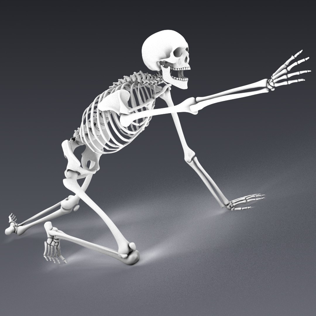 Realistic Human Skeleton Rigged 3d Lwo