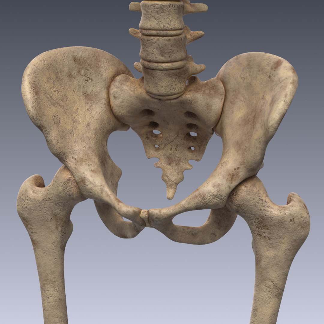 Realistic Human Skeleton Rigged 3d Lwo