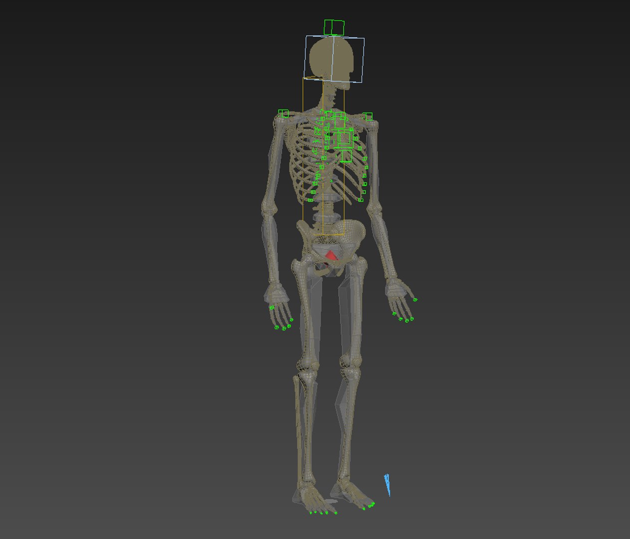 realistic human skeleton rigged 3d lwo