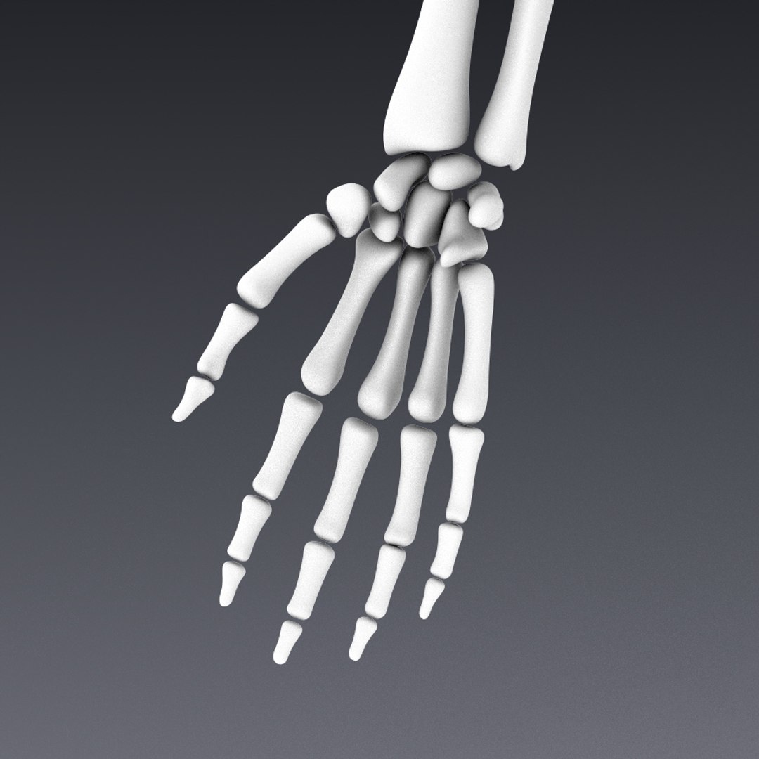 realistic human skeleton rigged 3d lwo