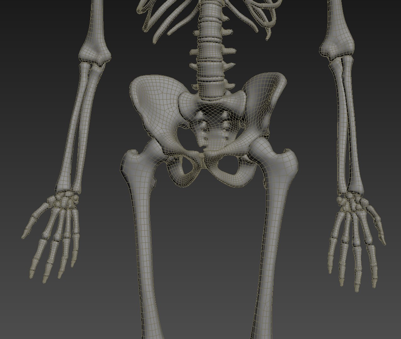 realistic human skeleton rigged 3d lwo