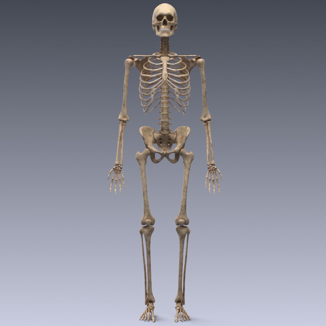 Realistic Human Skeleton Rigged 3d Lwo