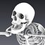 Realistic Human Skeleton Rigged 3d Lwo