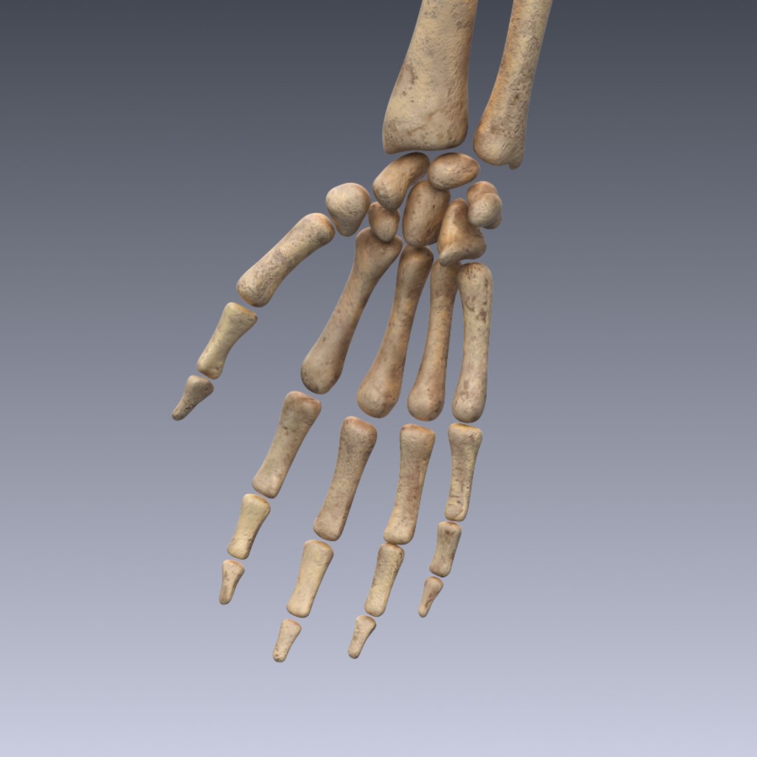 Realistic Human Skeleton Rigged 3d Lwo