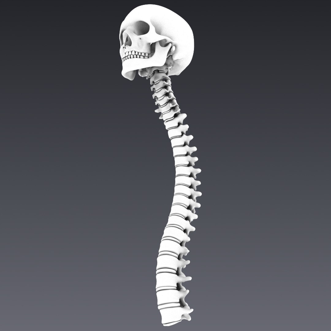 realistic human skeleton rigged 3d lwo