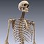 Realistic Human Skeleton Rigged 3d Lwo