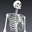 Realistic Human Skeleton Rigged 3d Lwo