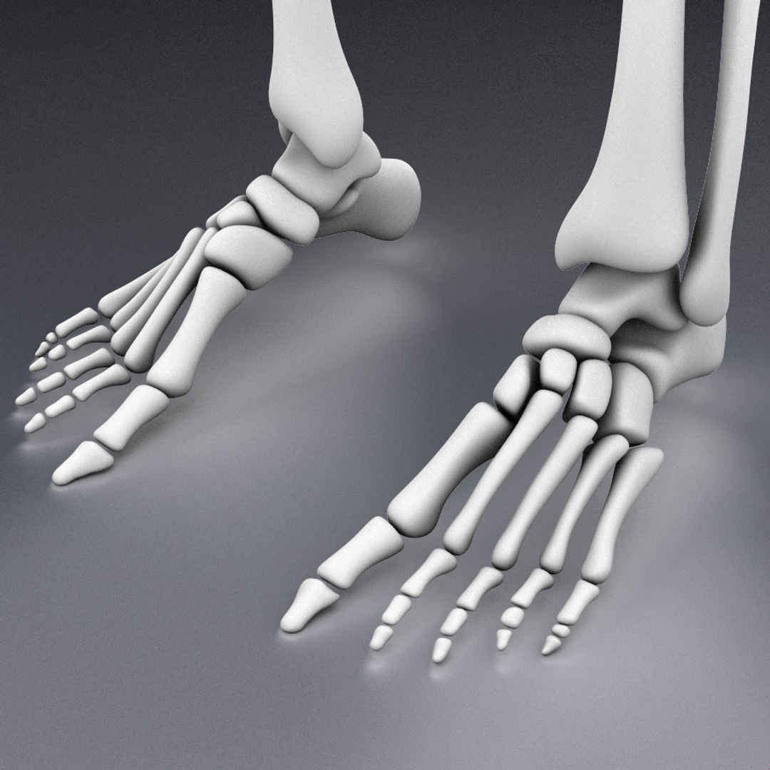 realistic human skeleton rigged 3d lwo