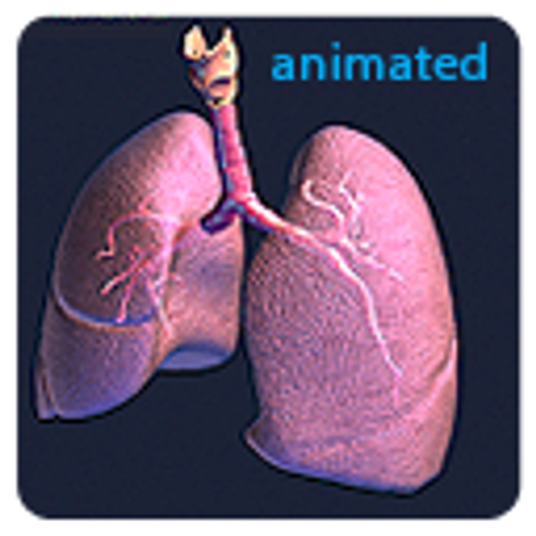 3ds lungs cycle