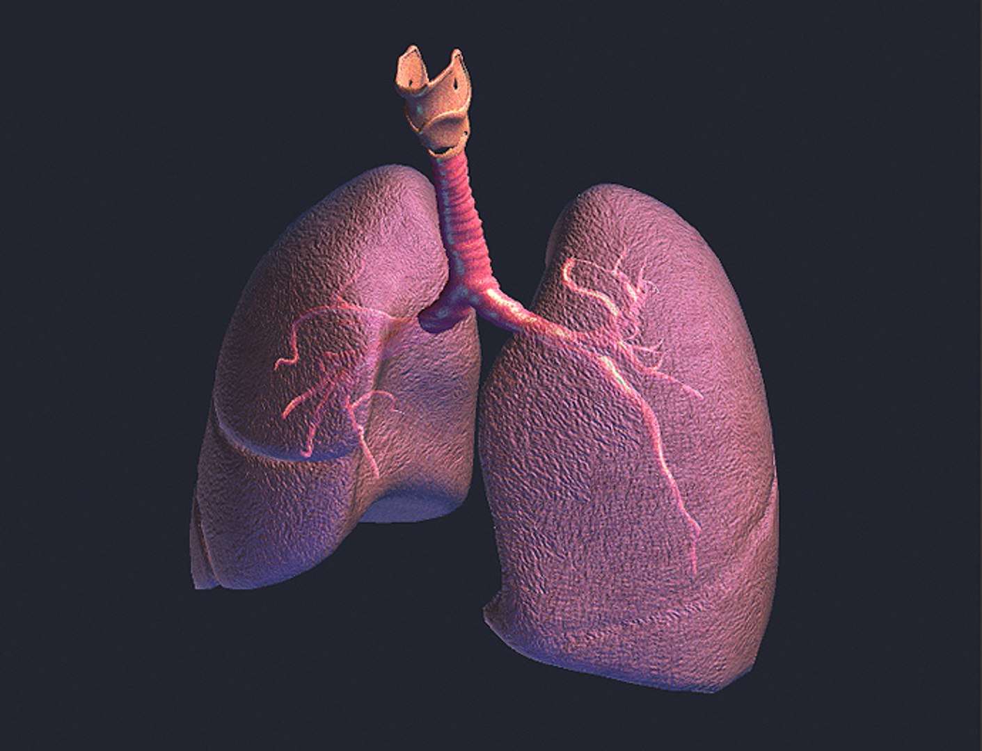 3ds lungs cycle