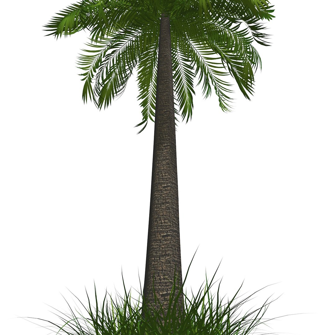 3D Palm Tree - TurboSquid 1282581