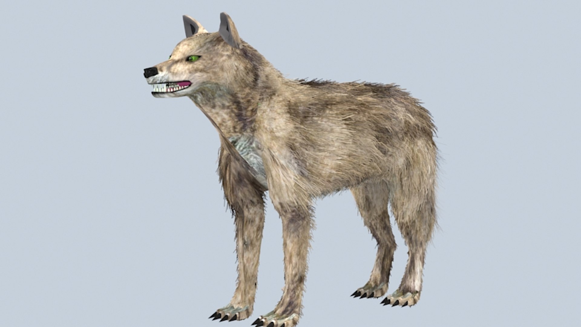 Gray Wolf Animation 3D - TurboSquid 1463453