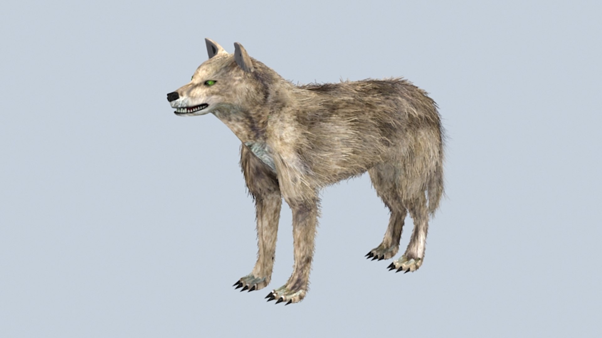 Gray Wolf Animation 3D - TurboSquid 1463453