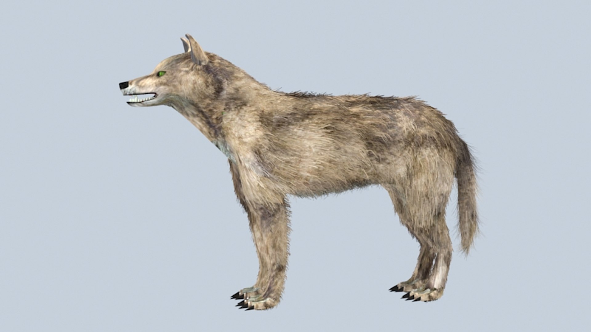 Gray Wolf Animation 3D - TurboSquid 1463453