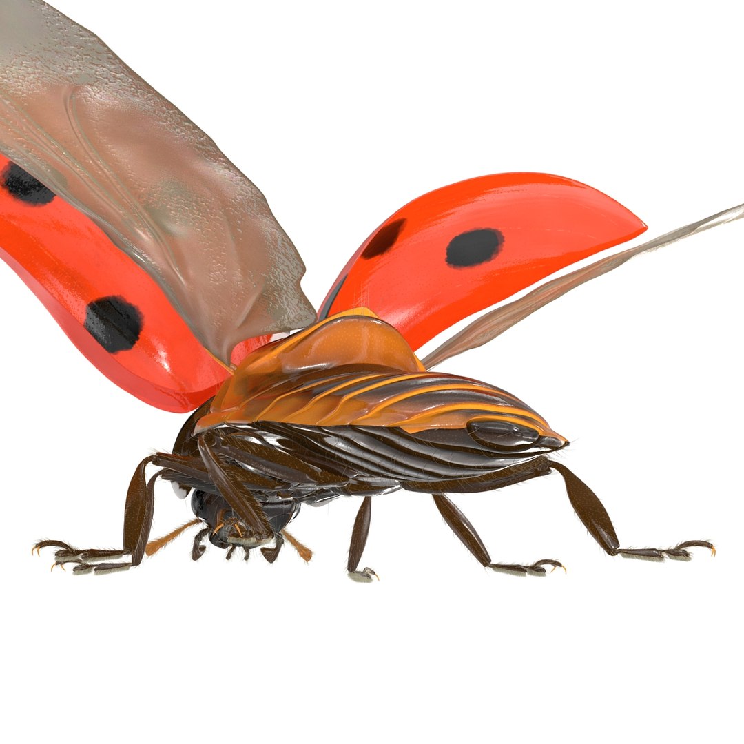 3d Model Flying Ladybug Fur