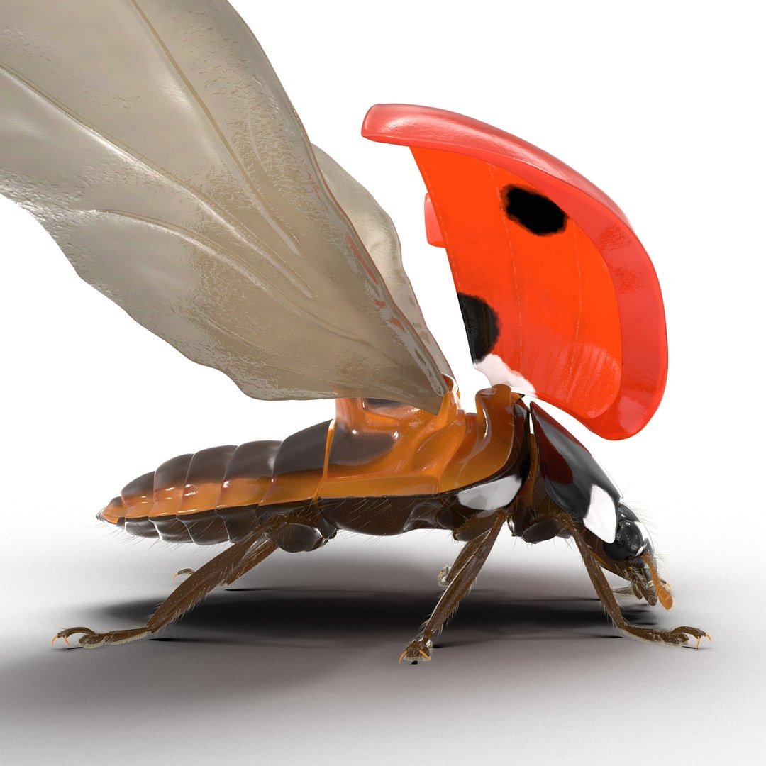 3d Model Flying Ladybug Fur