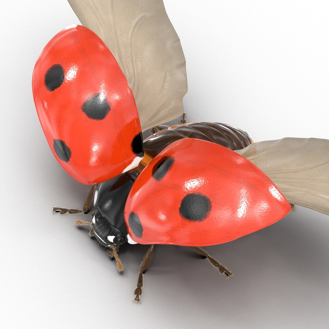 3d Model Flying Ladybug Fur