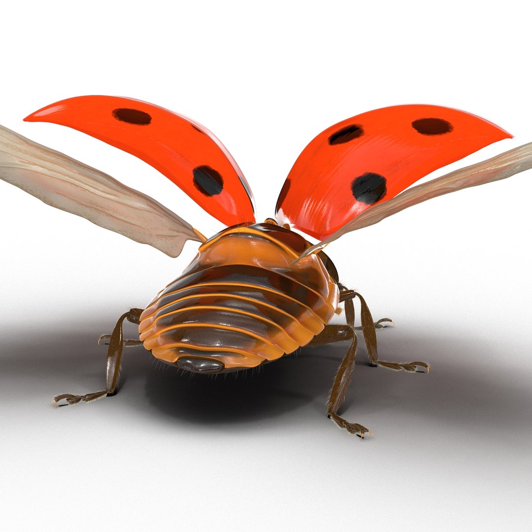 3d Model Flying Ladybug Fur