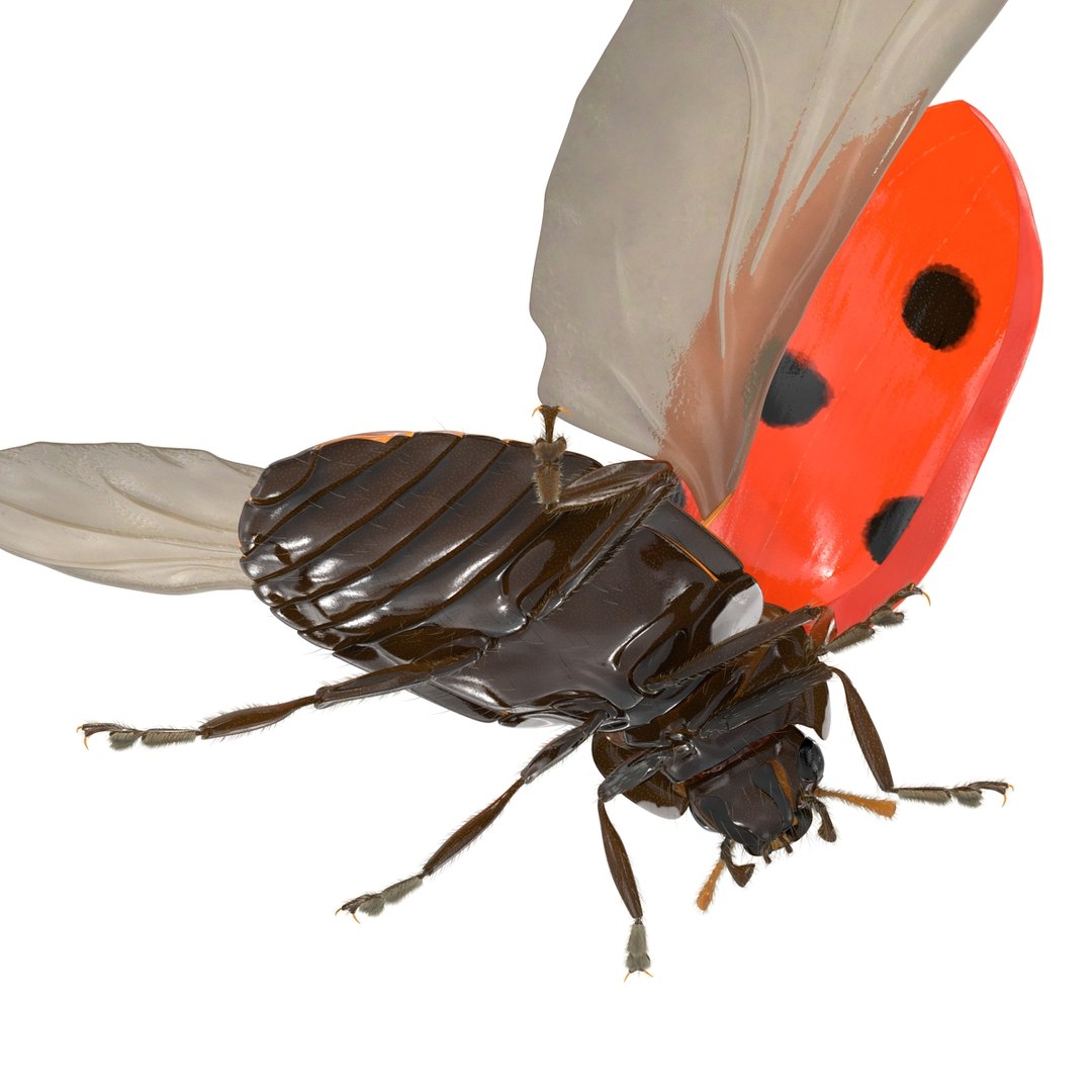 3d Model Flying Ladybug Fur