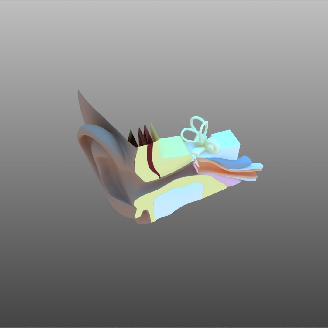 Ear Cross Section 3D Model - TurboSquid 1262795