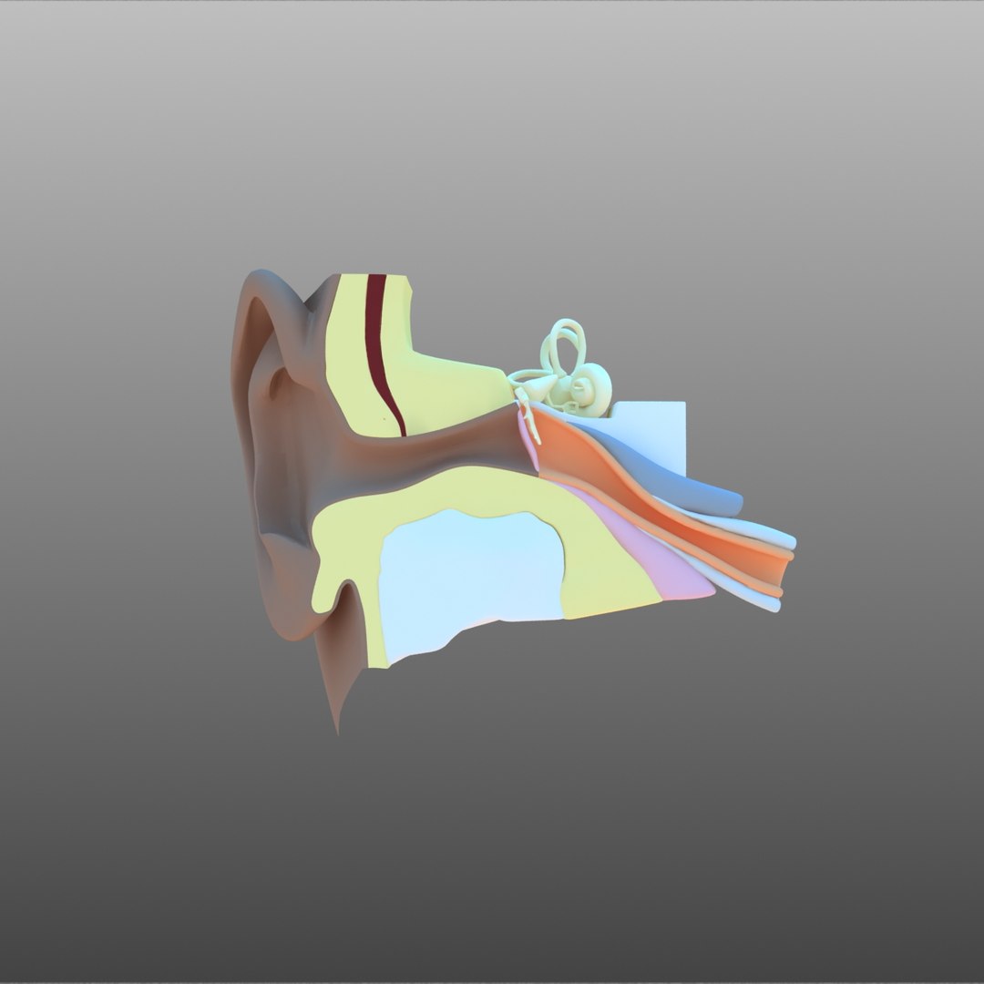 Ear Cross Section 3D Model - TurboSquid 1262795