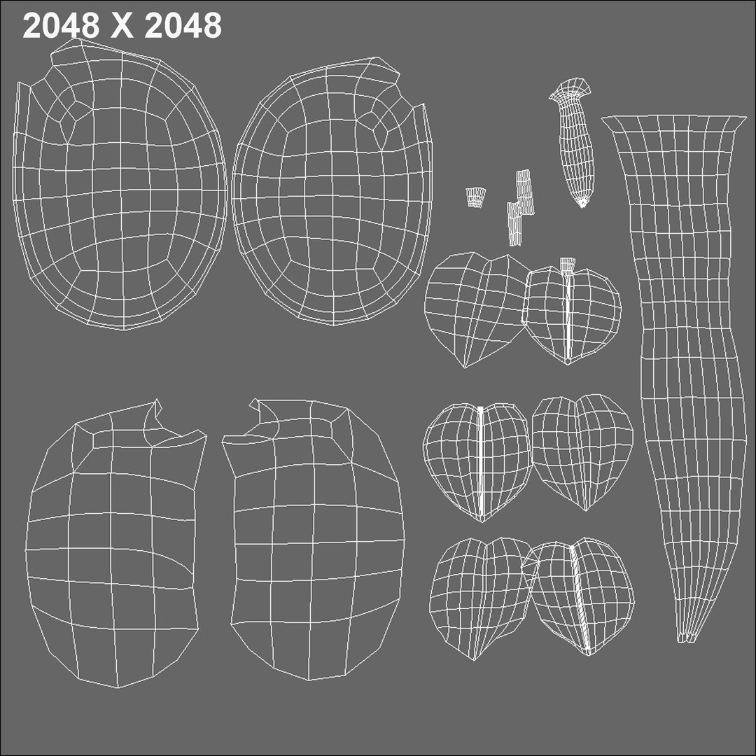 3d Model Germination Seed