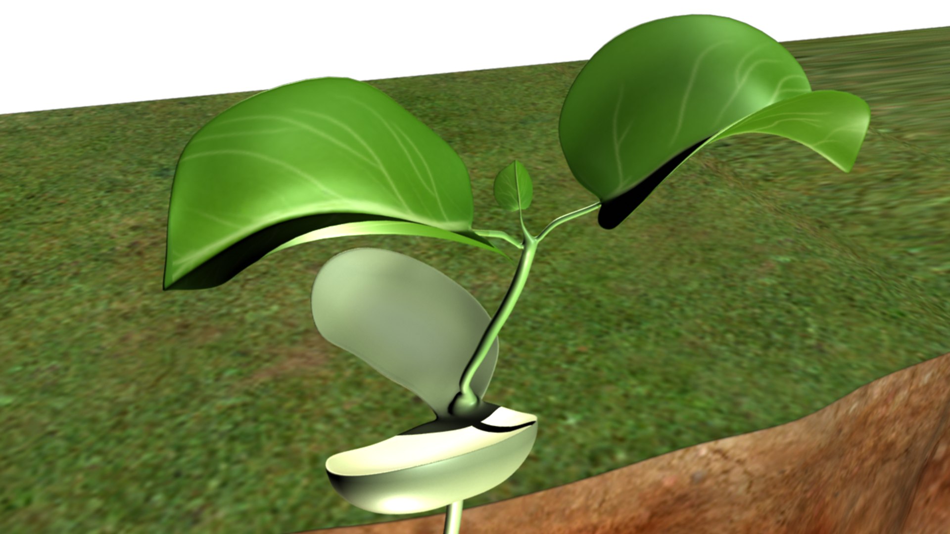 3d Model Germination Seed