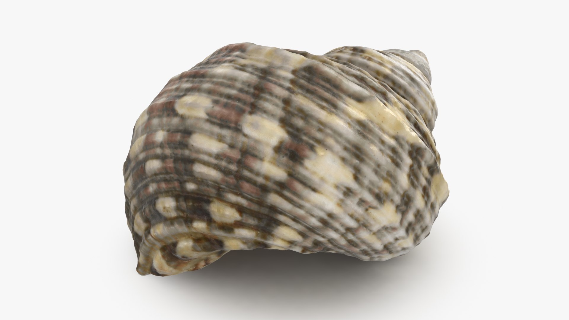 Sea Shell Seashell Model - TurboSquid 1701949