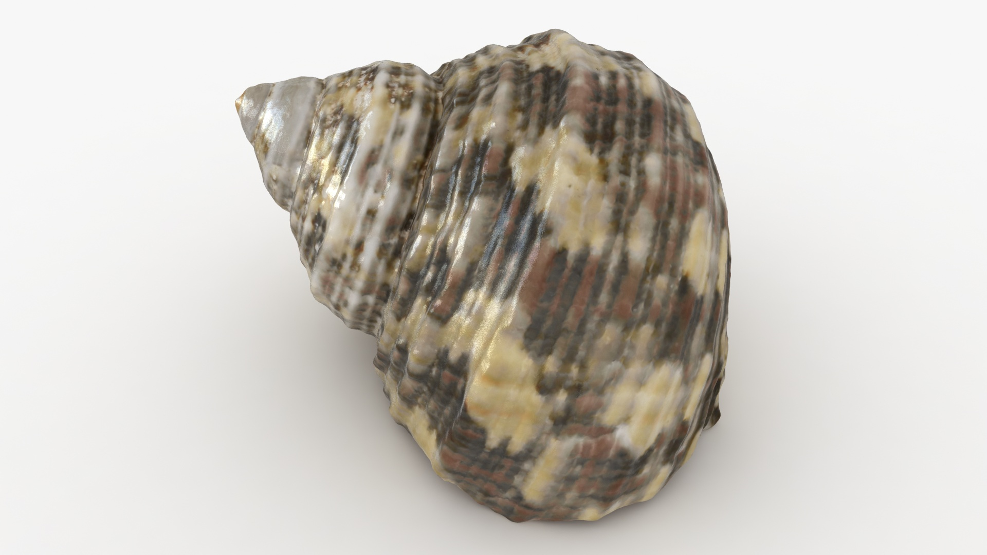 Sea shell seashell model - TurboSquid 1701949