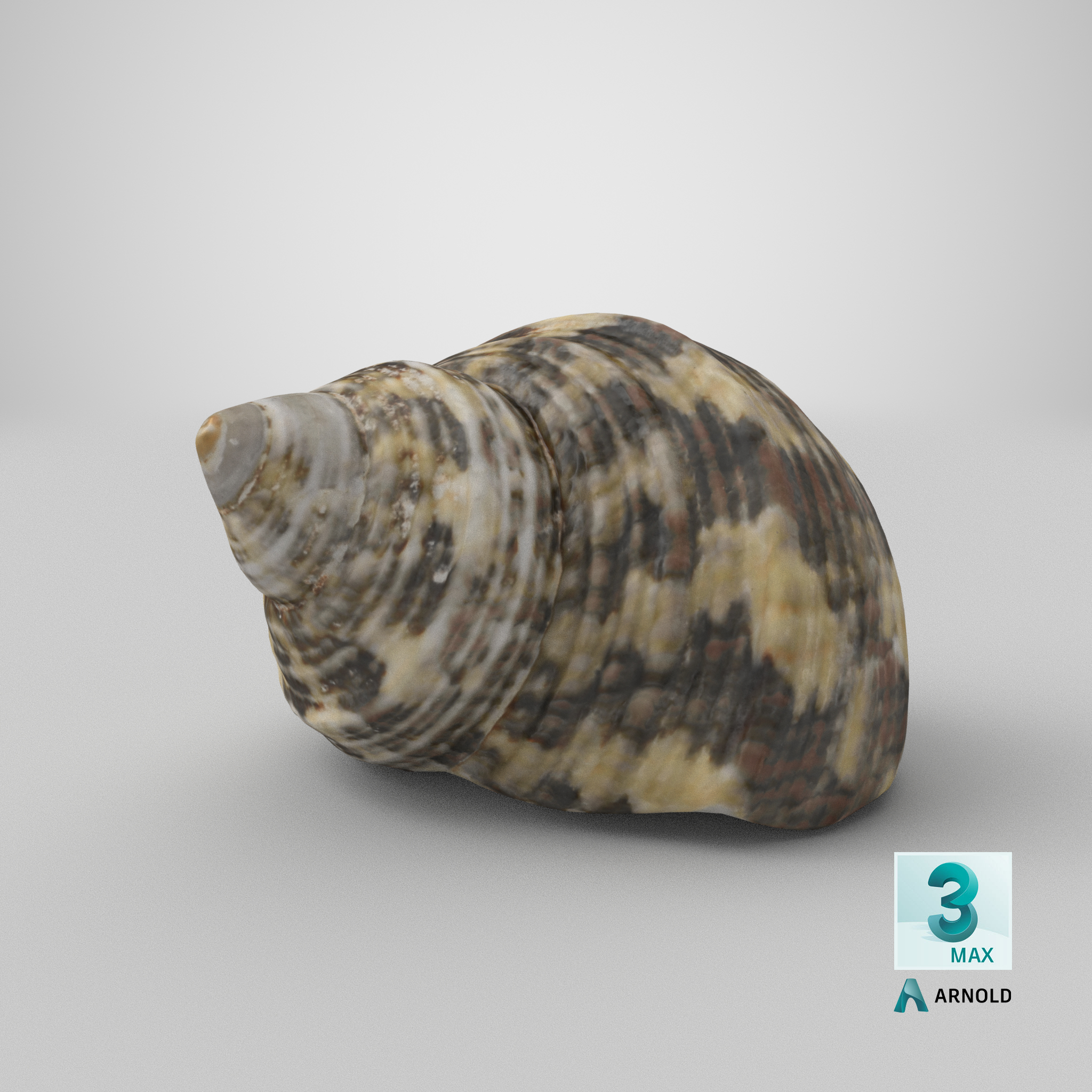 Sea shell seashell model - TurboSquid 1701949