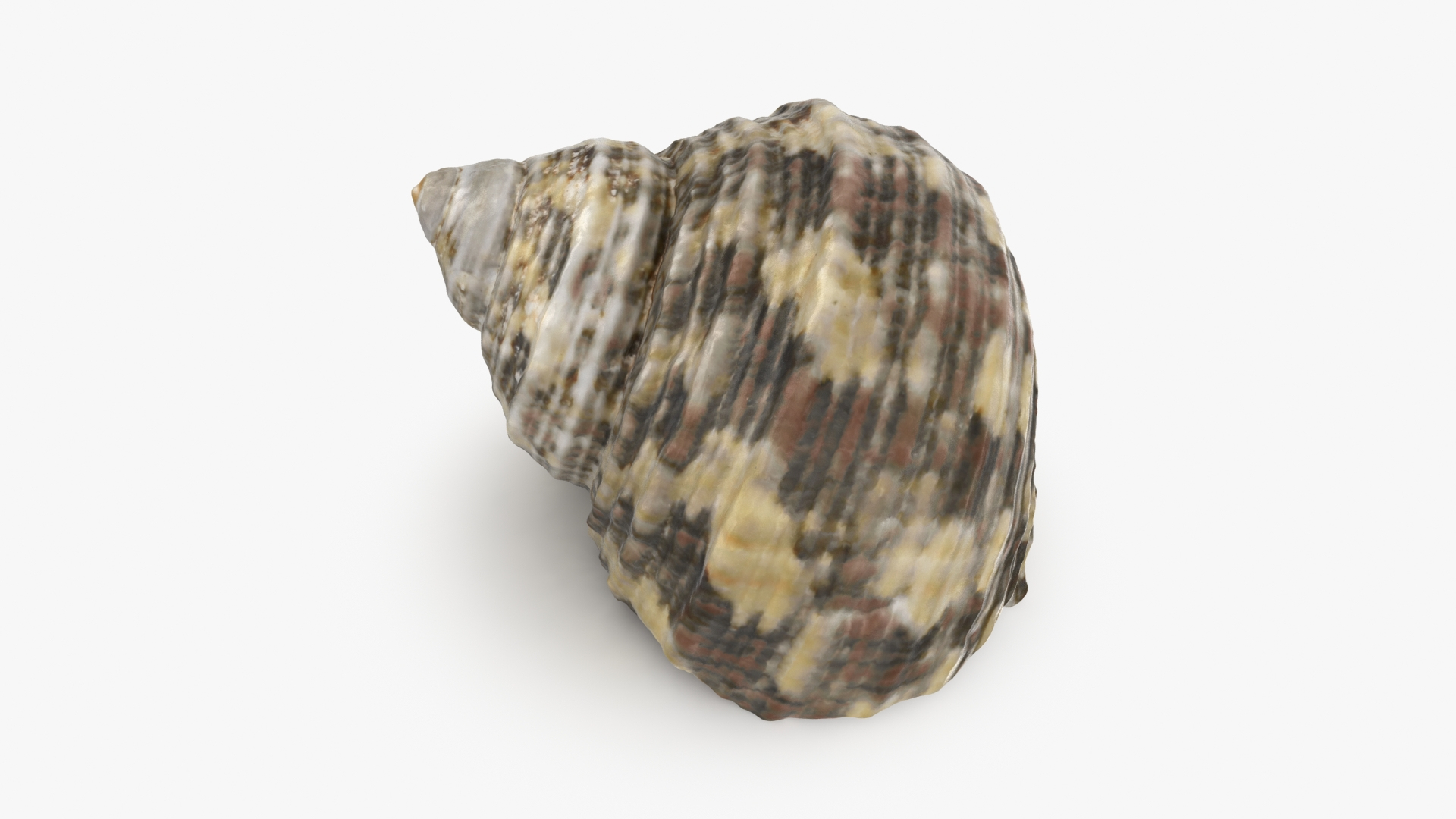 Sea Shell Seashell Model - TurboSquid 1701949