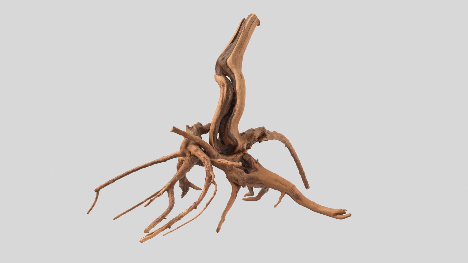 3D model tree root - TurboSquid 1633961