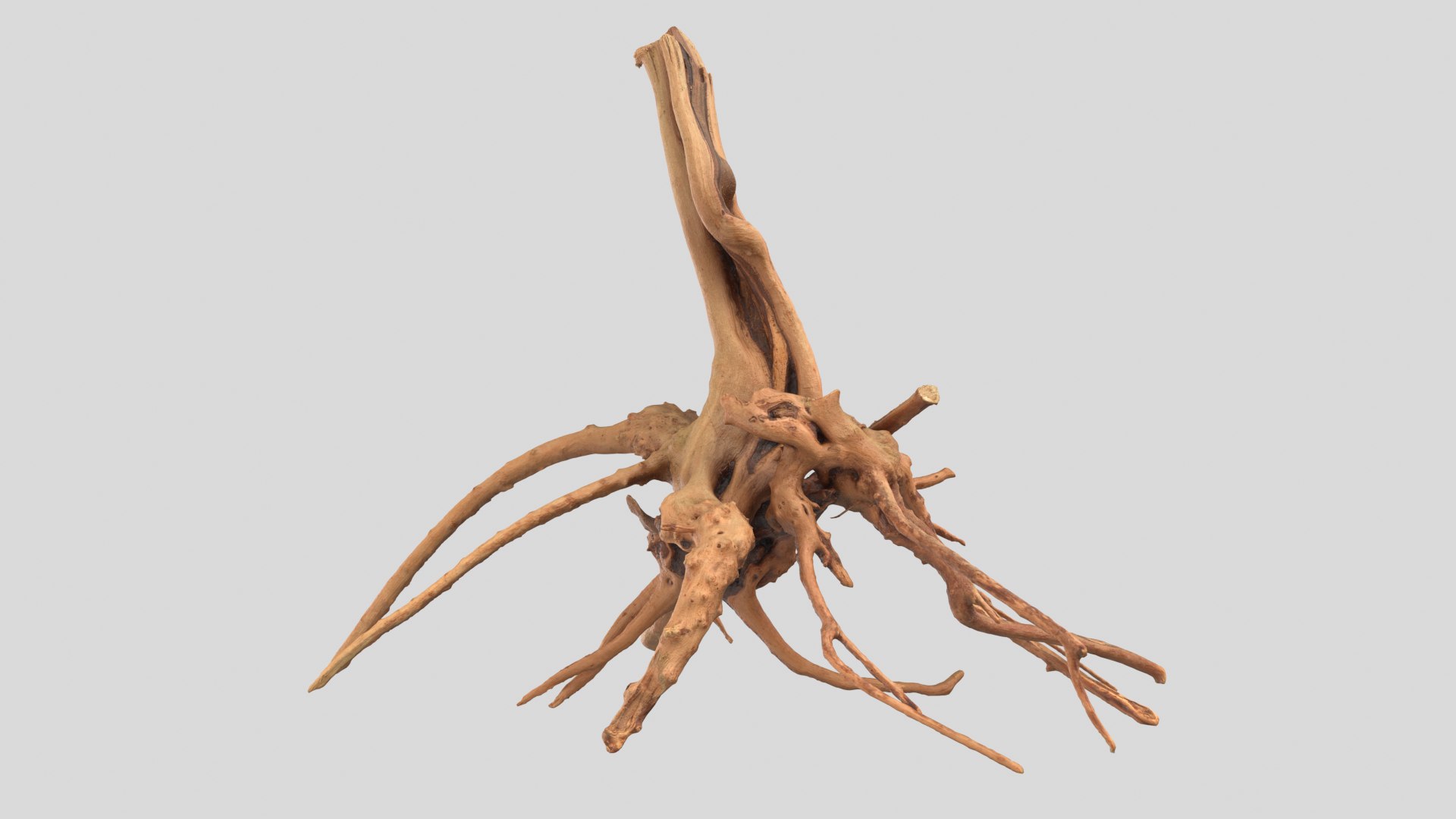 3D model tree root - TurboSquid 1633961