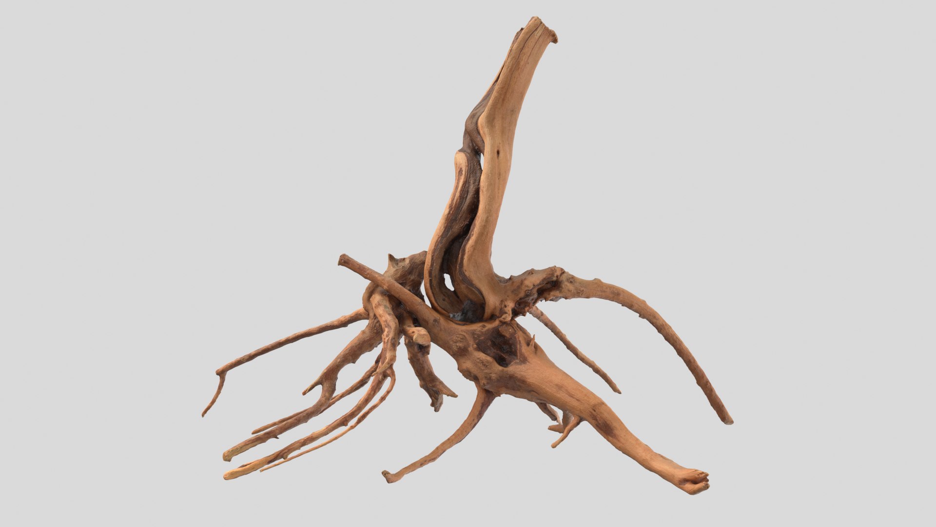 3D model tree root - TurboSquid 1633961